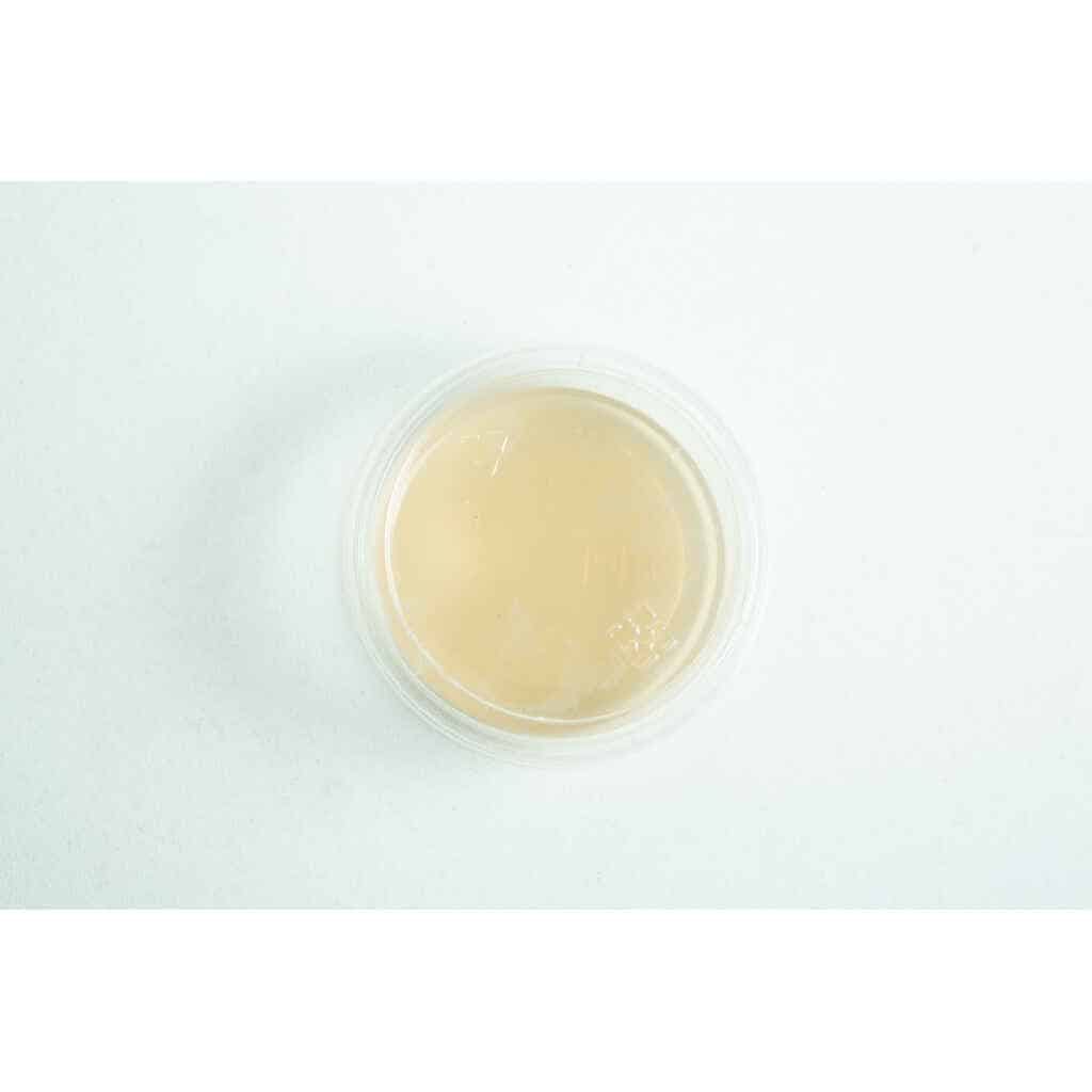 Biodegradable Agar Cups | MEA | MEAG – Rootlab